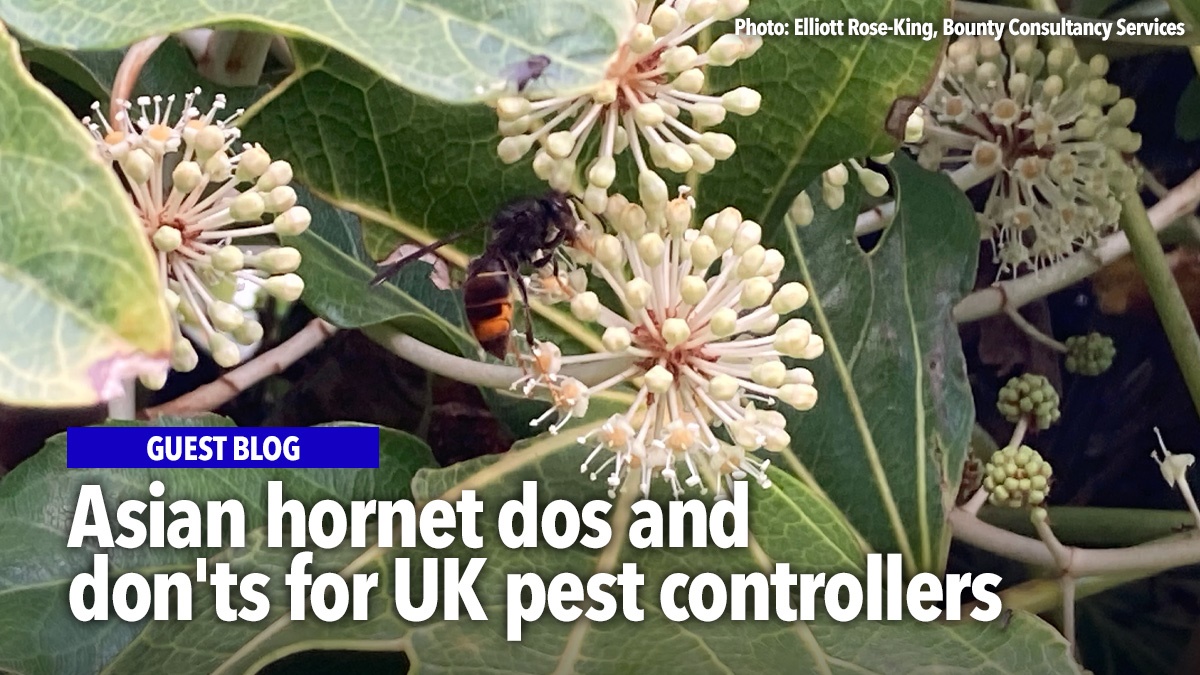 Guest blog: Asian hornet guidance for UK pest controllers