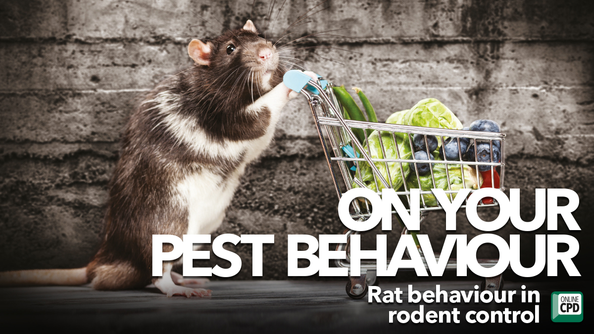 Rat behaviour in rodent control