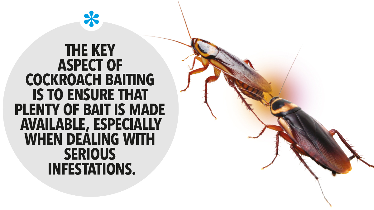 Understanding cockroach foraging behaviour