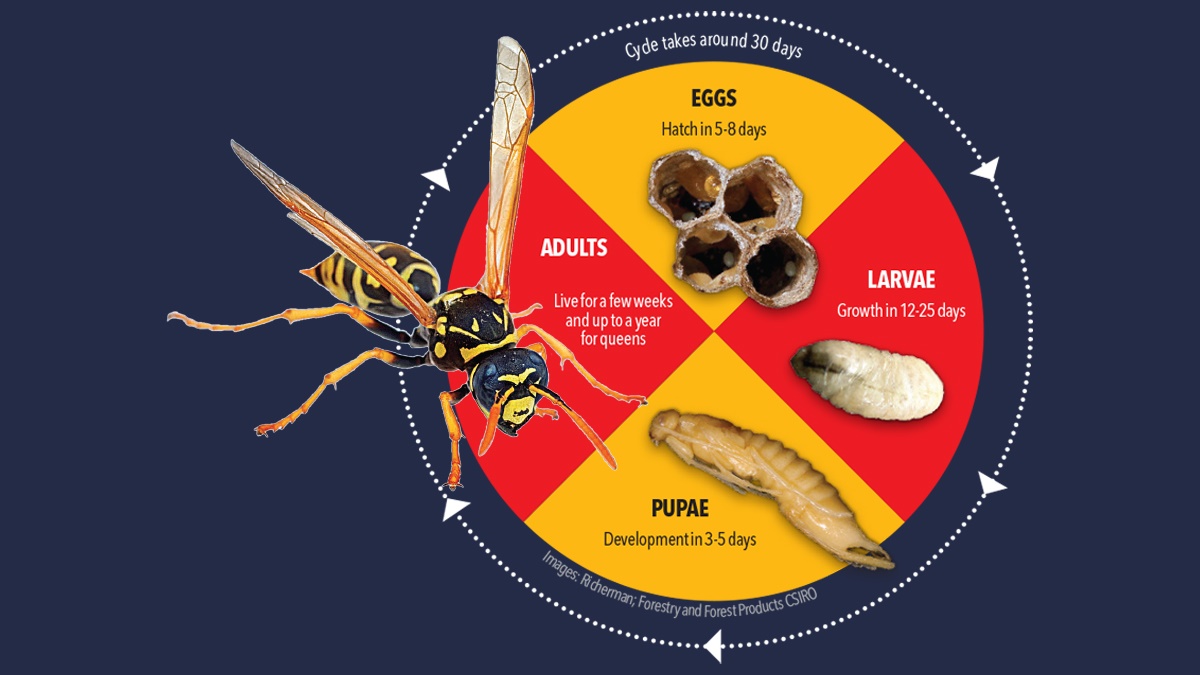 The lifecycle of a wasp