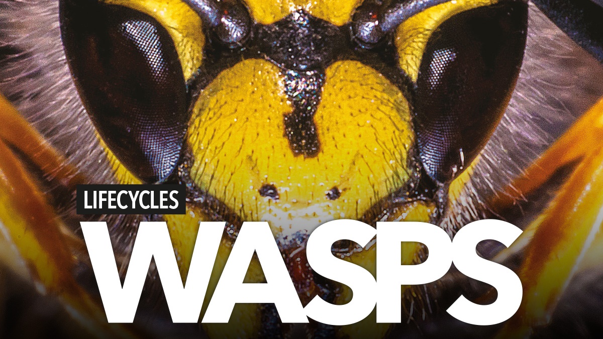 The lifecycle of a wasp