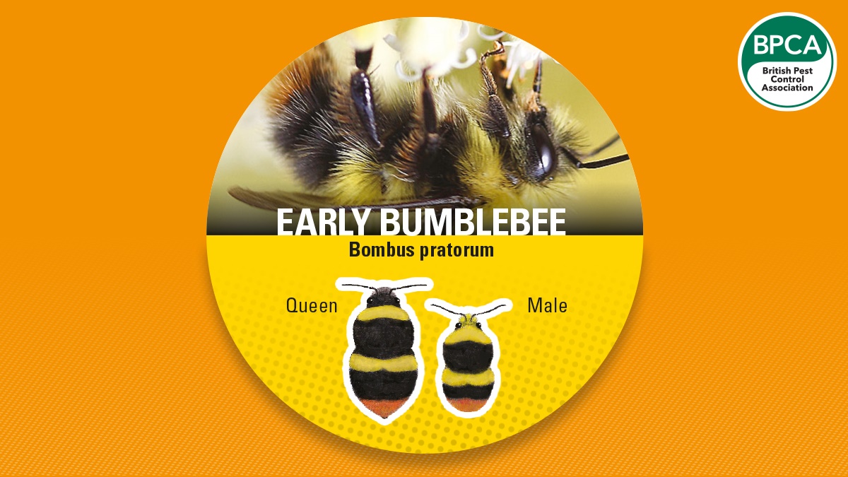 Your guide to Bumblebees in the UK